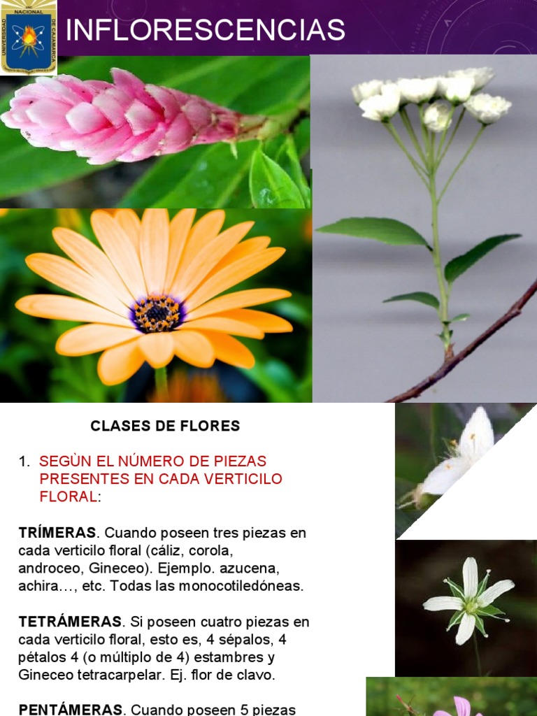 Clasificación de Inflorescencias | PDF | Flores | Reproducción de plantas