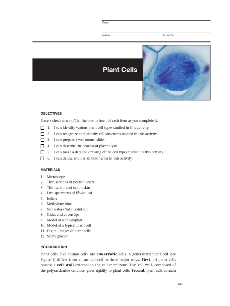 Plant Cells Lab Activity | PDF | Cell (Biology) | Plants