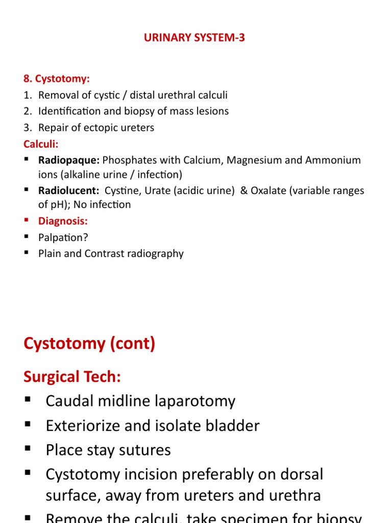 Urinary System-3: 8. Cystotomy | PDF | Surgery | Animal Anatomy