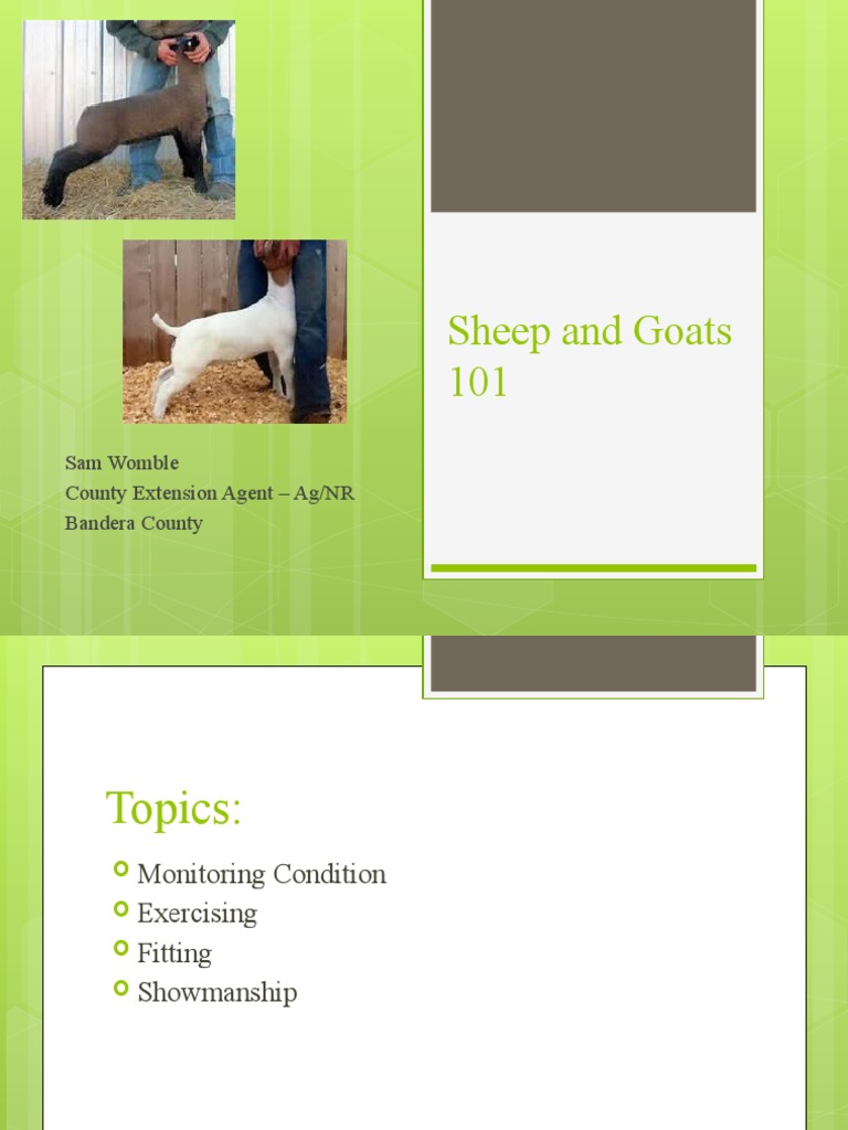 Managing Condition, Training, and Showing Sheep and Goats: A Guide to ...