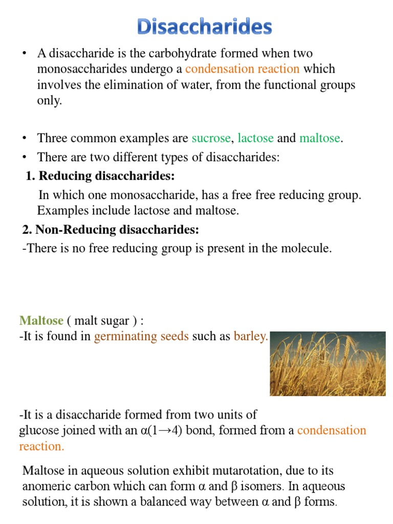 Disaccharide Examples Of Carbohydrates
