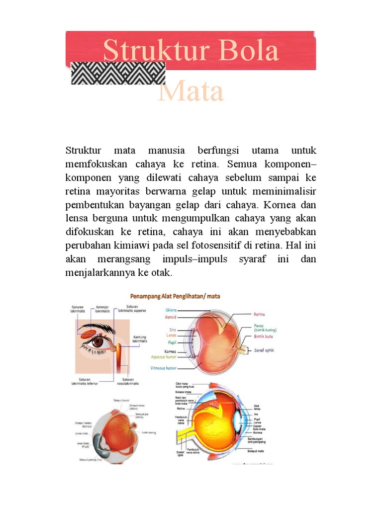 Struktur Bola Mata | PDF