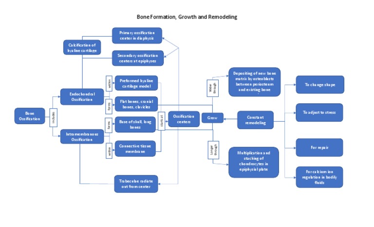Skeletal System Concept Map | PDF | Bone | Histology