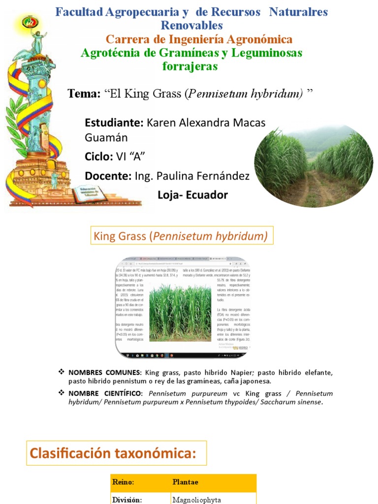 El King Grass (Pennisetum hybridum): Características morfológicas ...