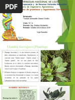 Sacha Culantro | PDF | Hierbas y especias | Alimentos