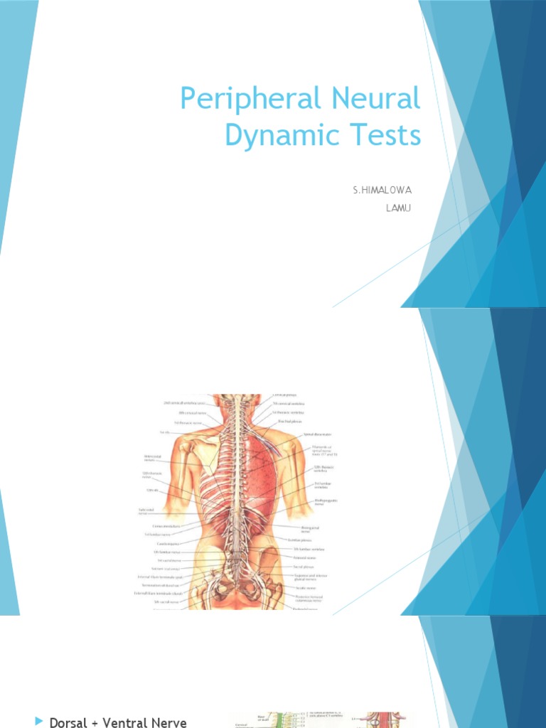 Peripheral Neural Dynamic Tests | PDF | Nerve | Elbow