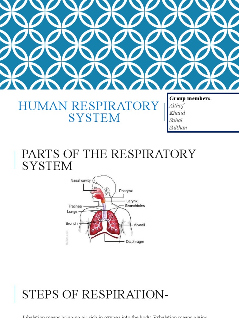 Human Respiratory System: Group Members | PDF