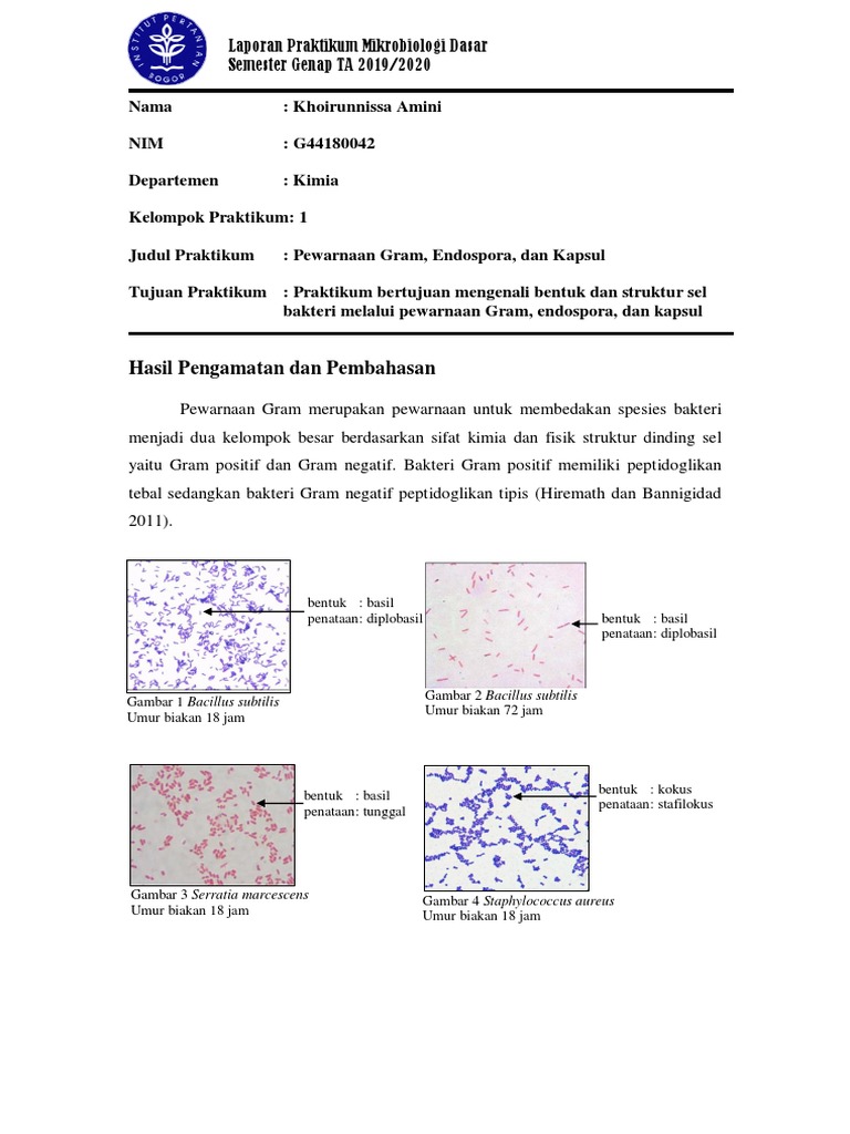 Pewarnaan Gram, Endospora, Dan Kapsul | PDF