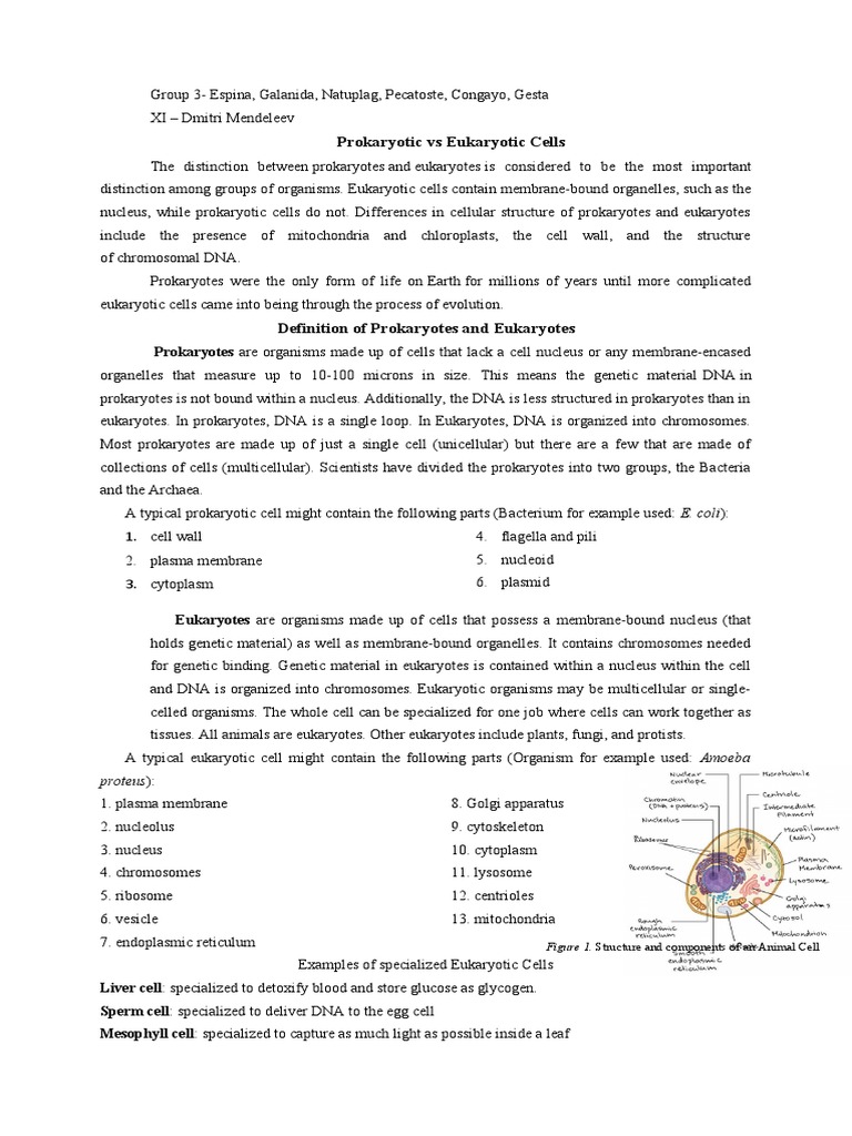 Group 3 Prokaryotic Vs Eukaryotic Cells Handouts | PDF | Prokaryote ...