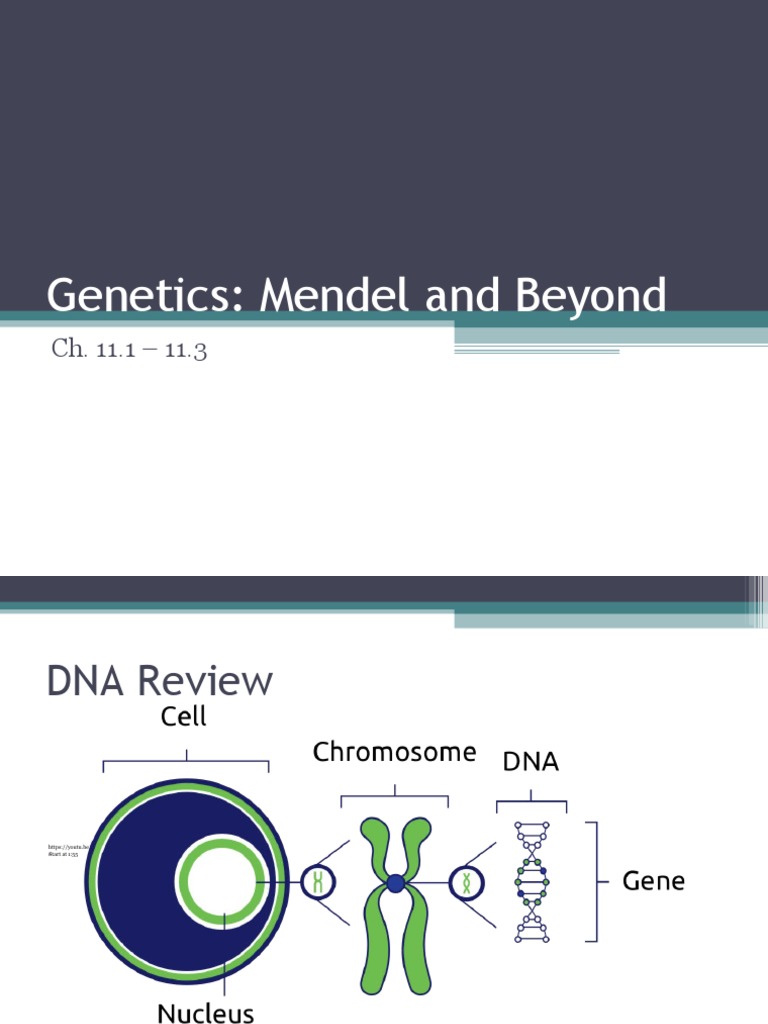 Mendelian Genetics and Inheritance Principles | PDF | Dominance ...