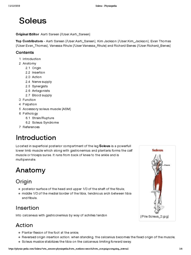 Soleus - Physiopedia | PDF | Musculoskeletal System | Lower Limb Anatomy