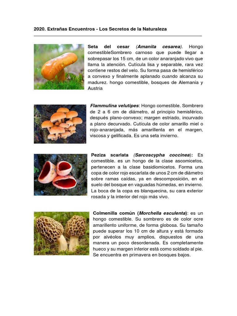 Extrañas Encuentros - Los Secretos de La Naturaleza L | PDF ...