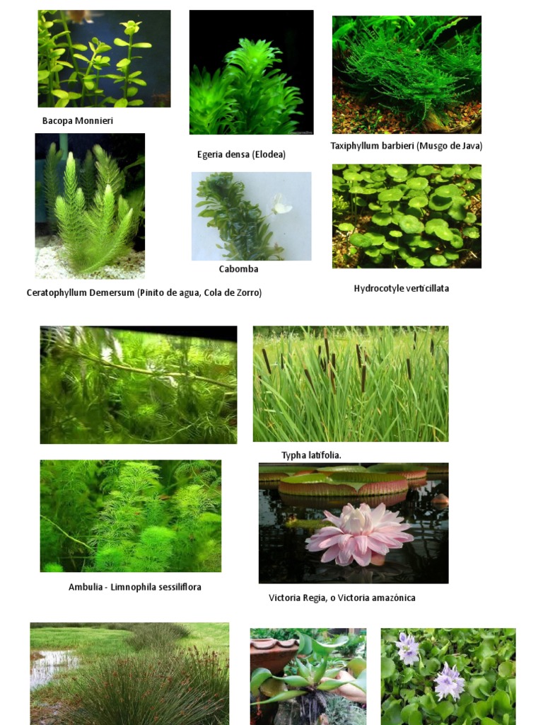Macrofitas - Imagenes | PDF