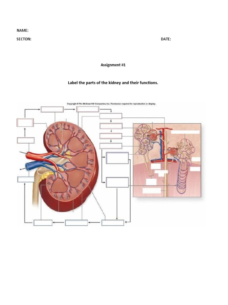 Label The Parts of The Kidney and Their Functions.: Name: Secton: Date ...