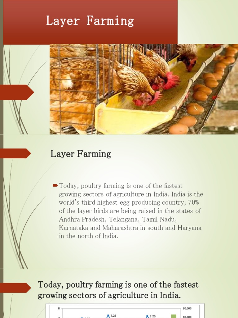 Egg (Layer Farming) | PDF | Chicken | Poultry Farming