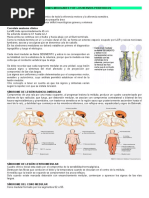 Deterioro Rostrocaudal: Etiología | PDF | Medicina | Sistema nervioso
