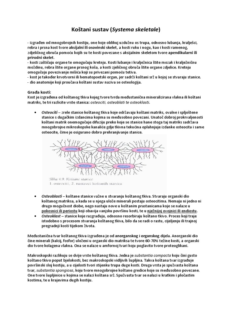 anatomija-skripta.pdf