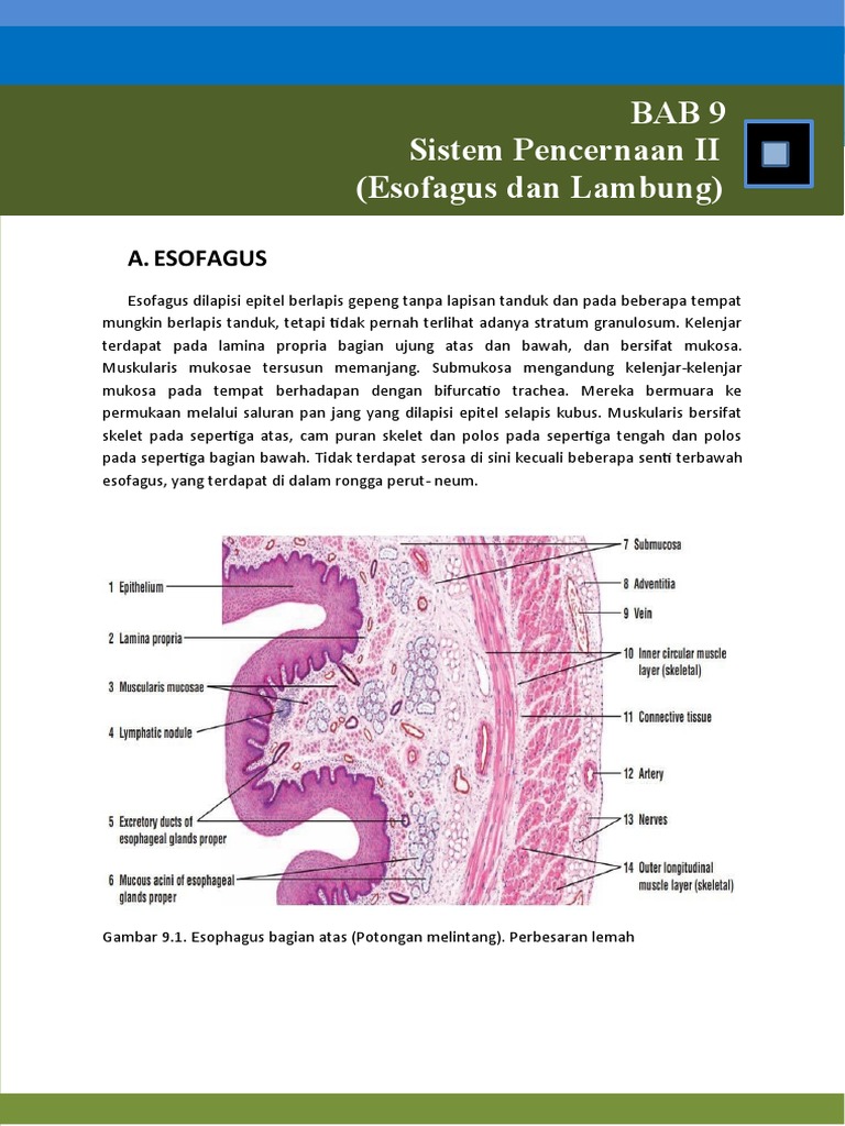 Struktur dan Fungsi Esofagus & Lambung | PDF | Sains & Matematika