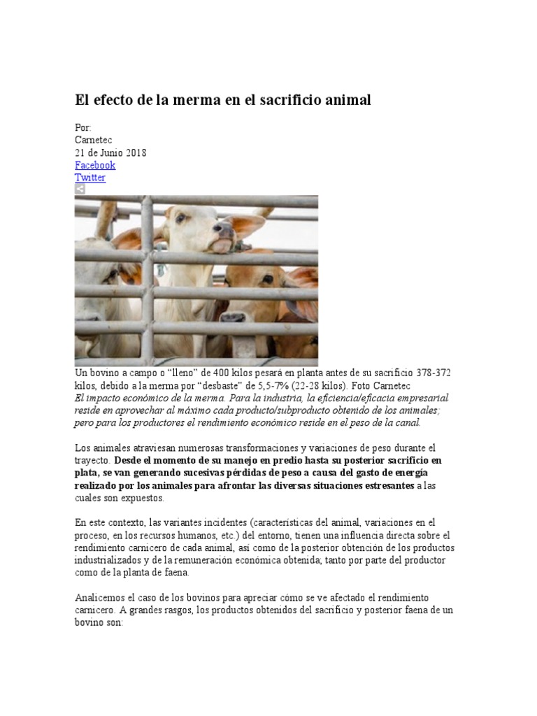 El Efecto de La Merma en El Sacrificio Animal | PDF | Carne | Vacas
