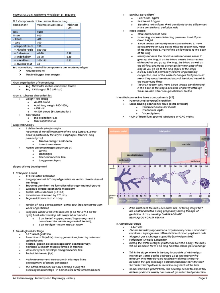 (PULMO) - Anatomy and Development of The Respiratory System PDF | PDF ...