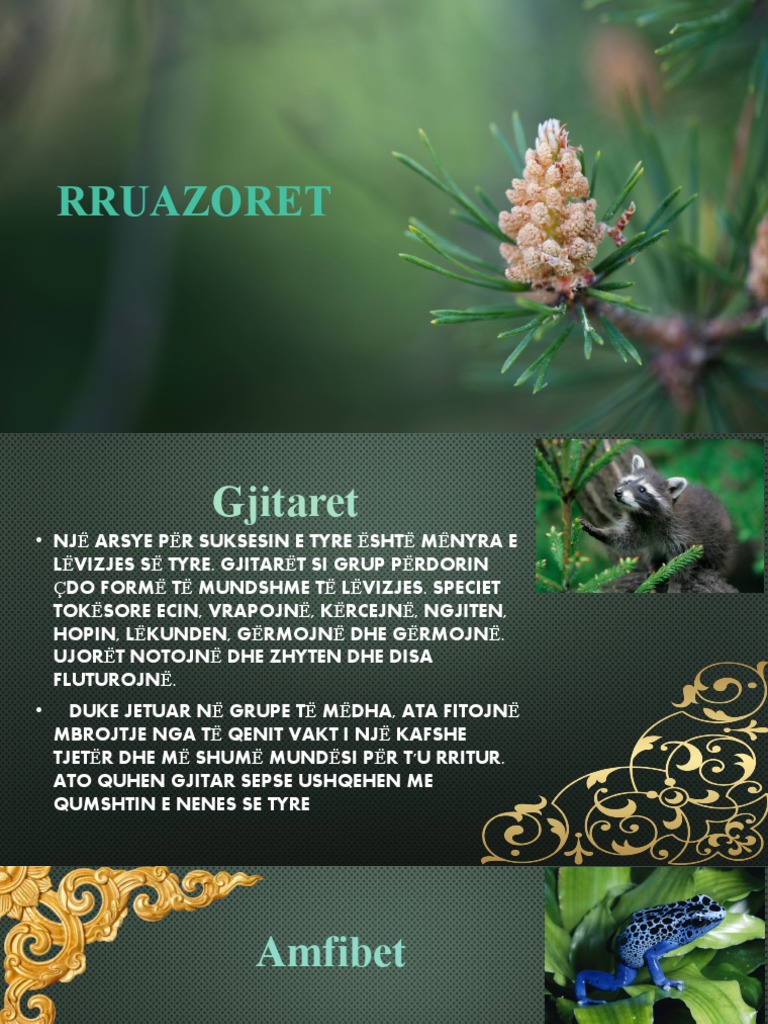 Rruazoret | PDF