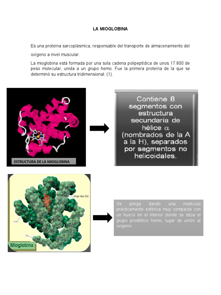 La Mioglobina | PDF