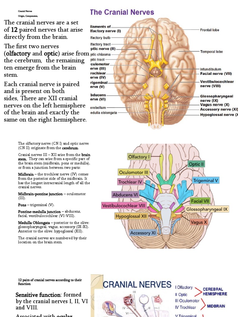 Cranial Nerves Origin, Components | PDF | Brainstem | Brain