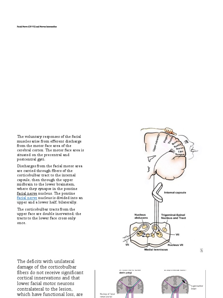 Facial Nerve (CN VII) and Nervus Intermedius | PDF | Human Head And ...