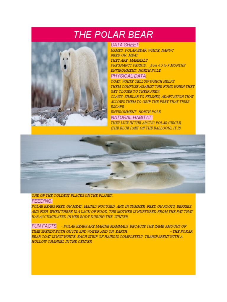 Polar Bear Facts and Habitat Guide | PDF