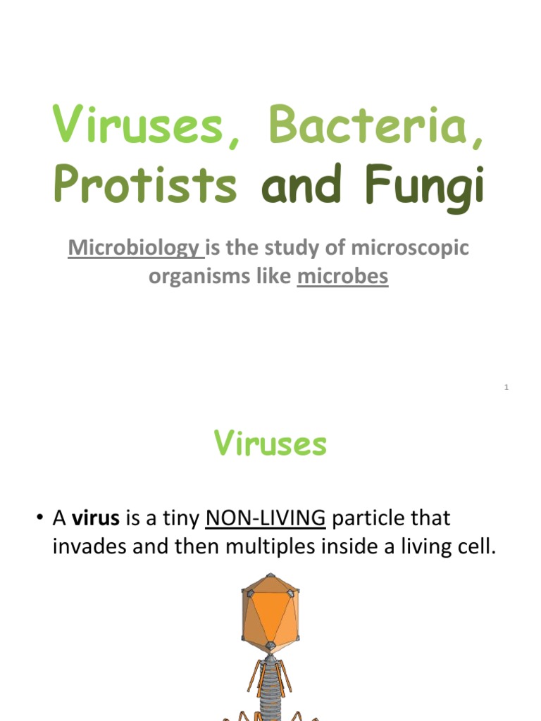 Microbiology Basics for Students | PDF | Virus | Fungus