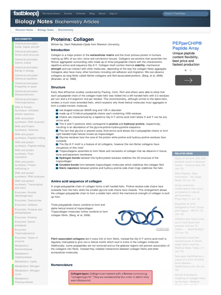 COLLAGEN | PDF | Collagen | Alpha Helix