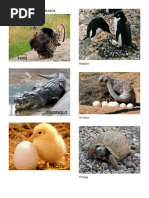 Vocabulario Insectos | PDF