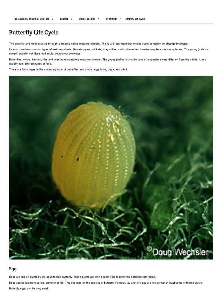 Butterfly Life Cycle: Metamorphosis Transformation or Change in Shape ...