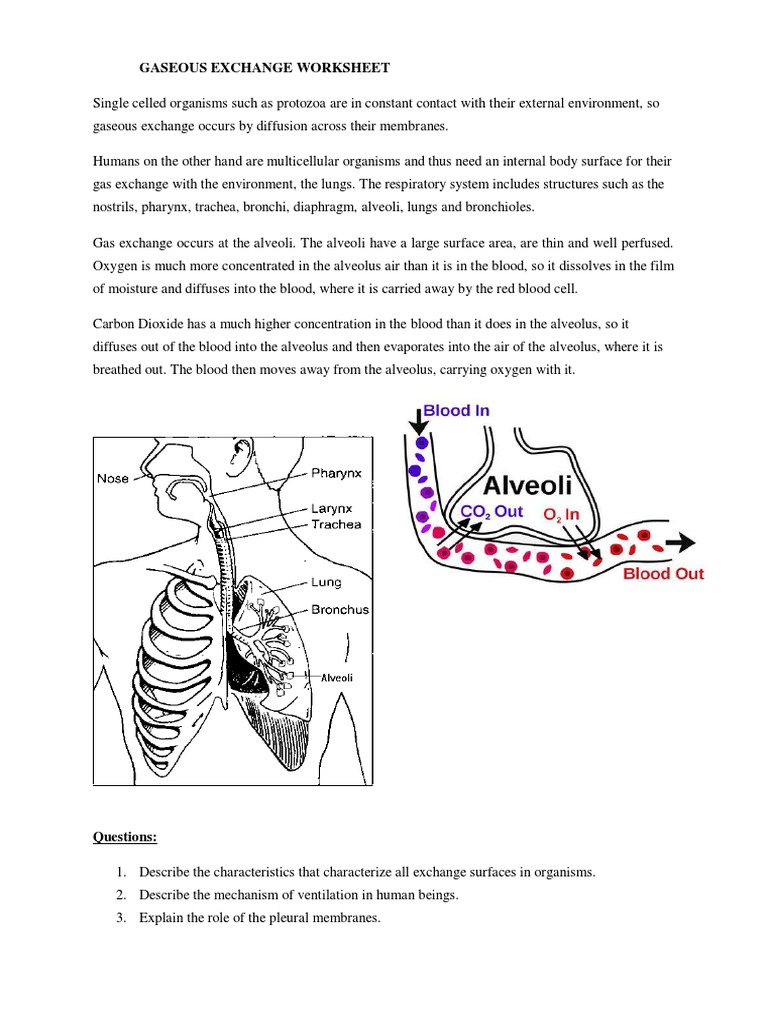 Gaseous Exchange Worksheet PDF | PDF