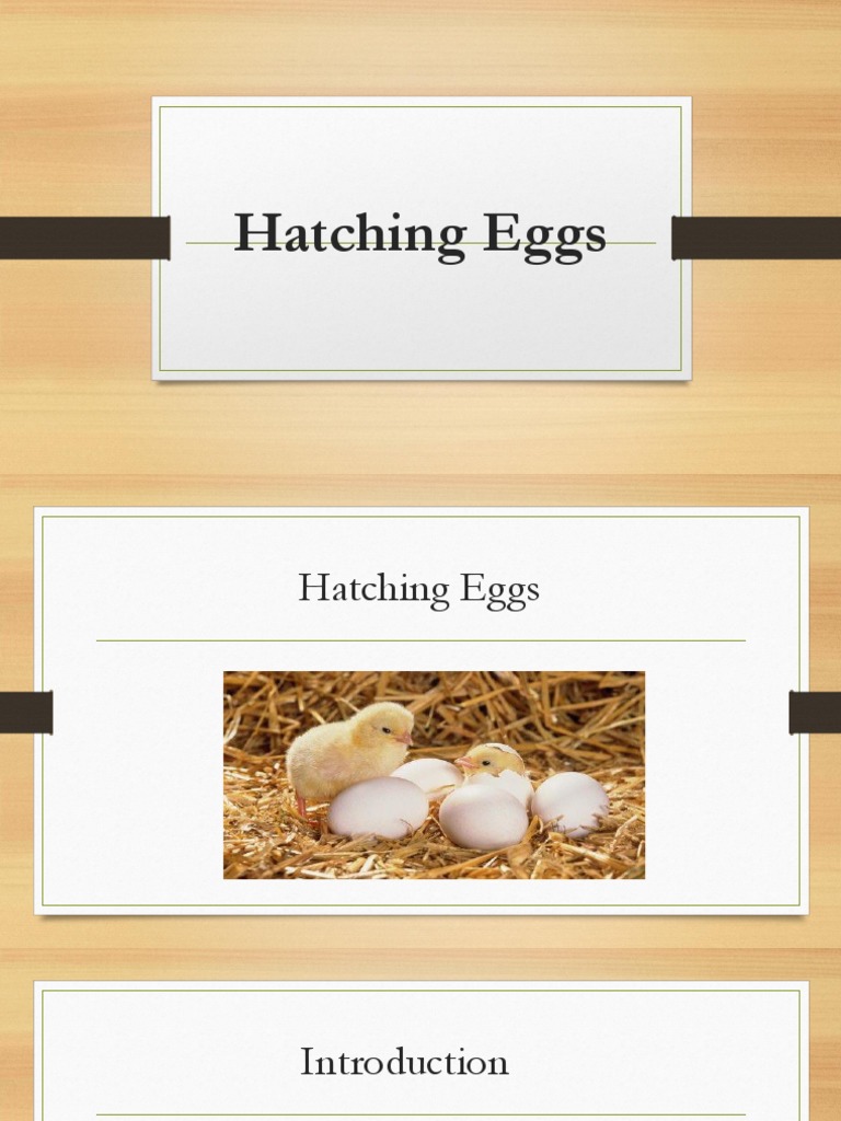 Hatching Egg Pdf Egg Chicken
