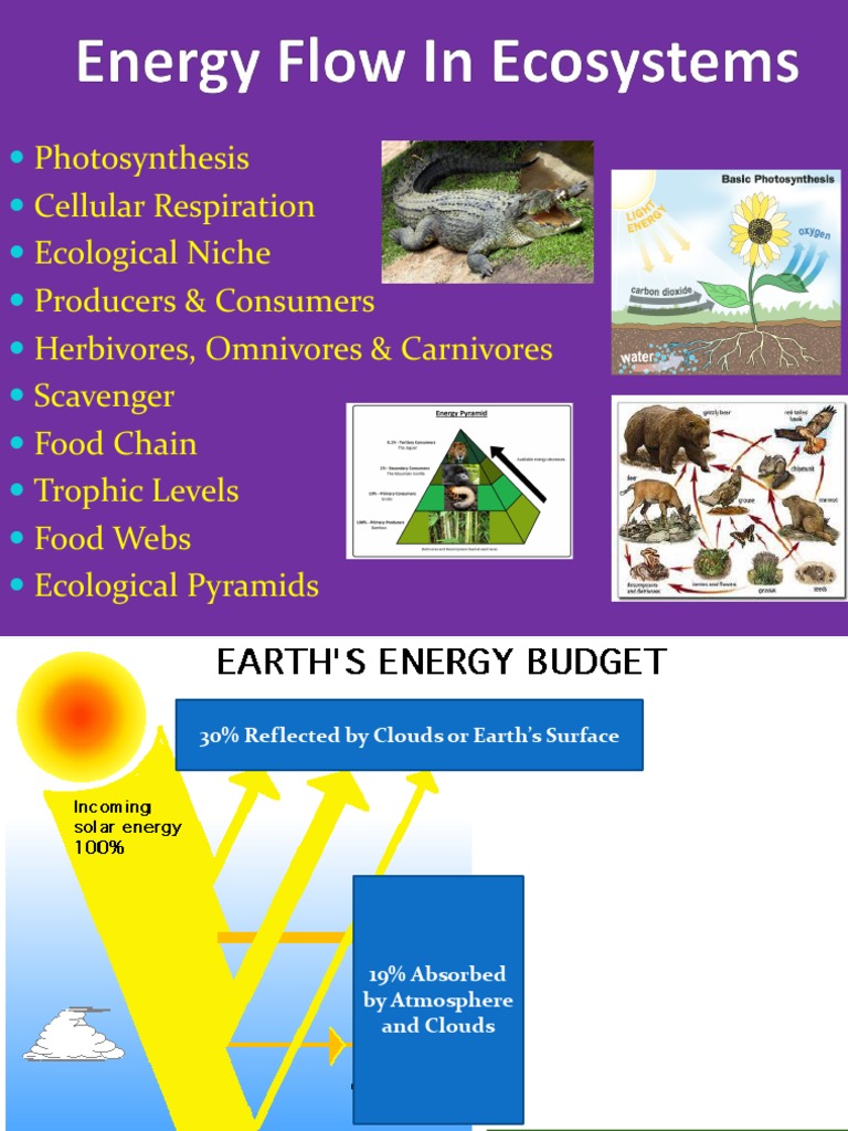 Energy Flow in Ecosystems PDF | PDF | Food Web | Photosynthesis