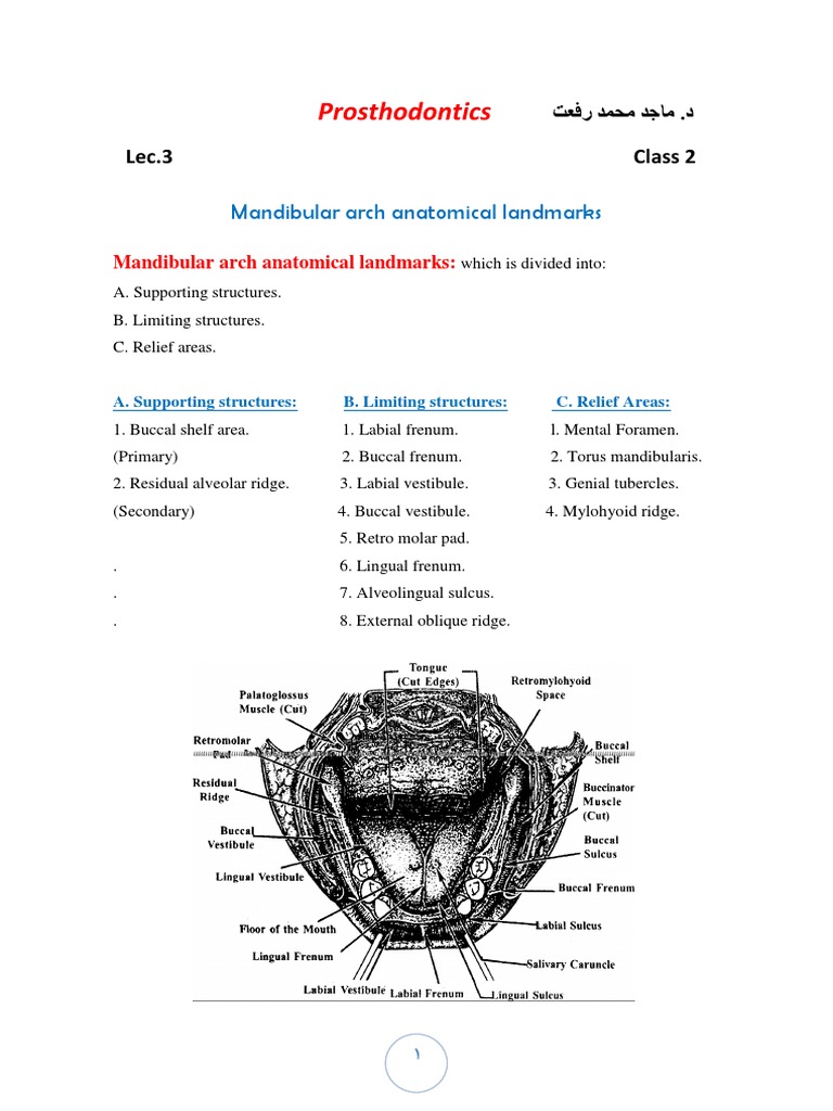 Mandibular Arch Landmarks in Prosthodontics | PDF | Tongue | Lip