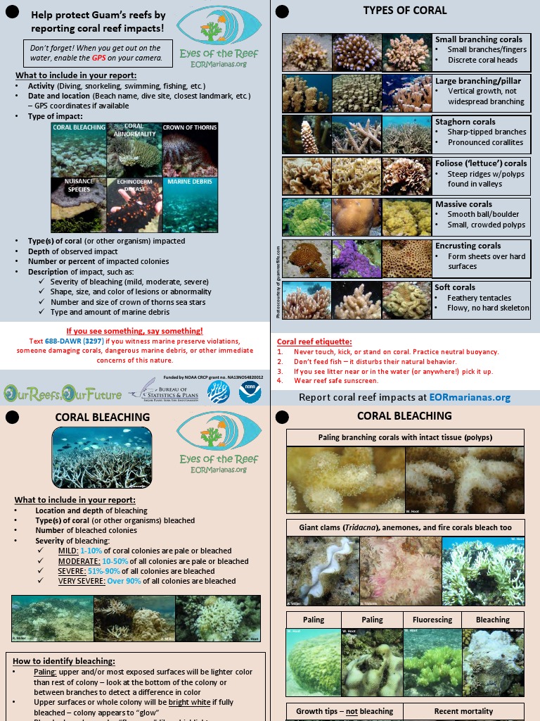 Reporting Coral Reef Impacts: A Guide to Identifying and Documenting ...
