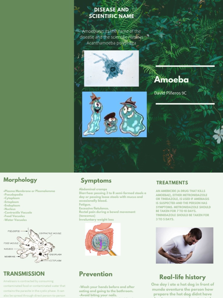 Amoeba: Disease and Scientific Name | PDF | Digestive System | Clinical ...