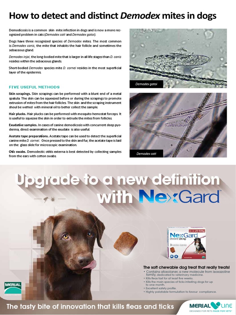 Demodectic Mange in Cats: Recognizing Demodex gatoi and Demodex cati ...