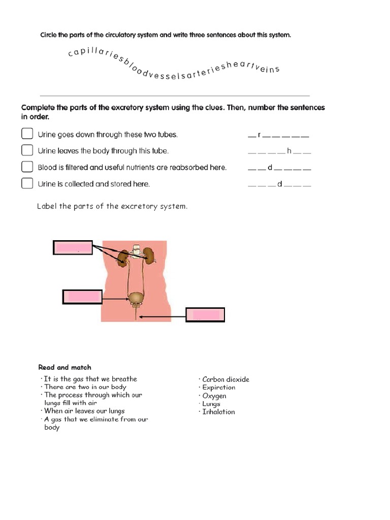 Excretory System Parts Explained | PDF