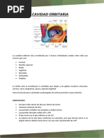 Anatomía de la Región Ciliar | PDF | Fluido cerebroespinal | Sistema ...
