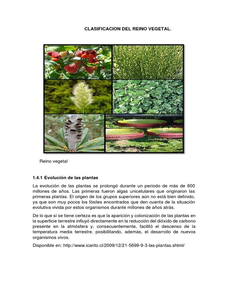 Lectura 1 Clasificacion Del Reino Vegetal | PDF | Plantas | Ramas de la ...