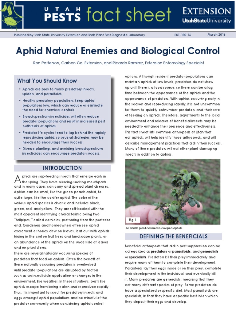 Aphid Natural Enemies and Biological Control PDF | PDF | Wasp ...