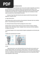 Gambar Alat Reproduksi Sapi Betina | PDF