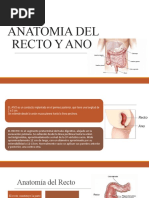 Anatomía del mesorrecto en cáncer rectal | PDF | Cáncer colonrectal ...