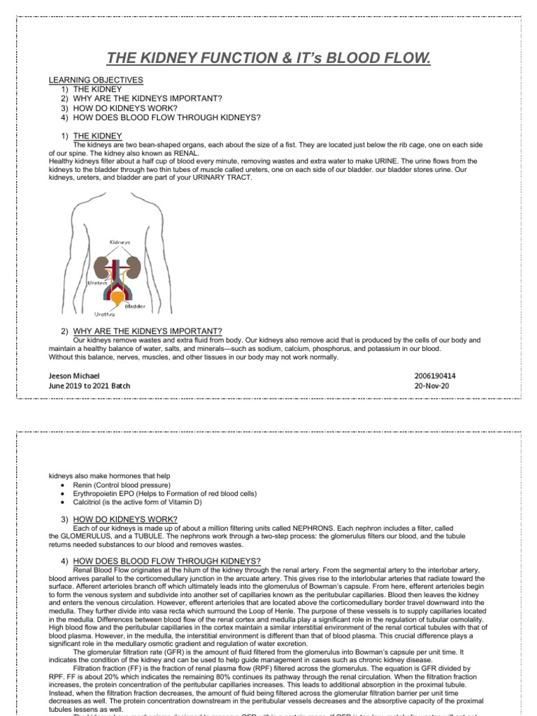 The Kidney Function PDF | PDF | Kidney | Renal Function