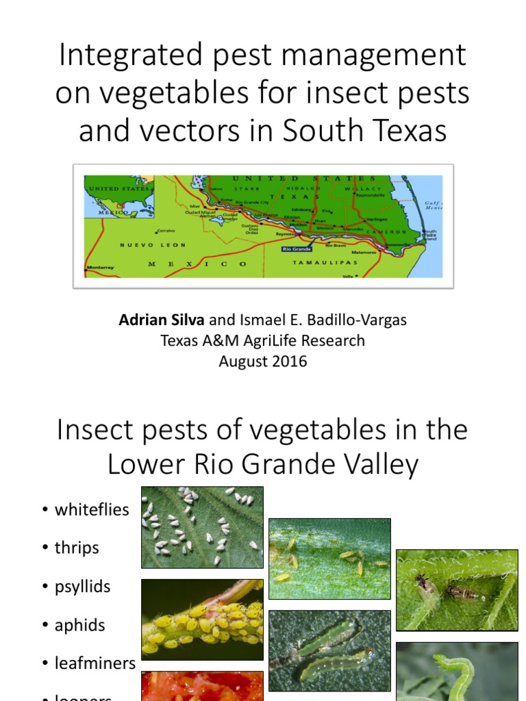 Integrated Pest Management On Vegetables For Insect Pests and Vectors ...