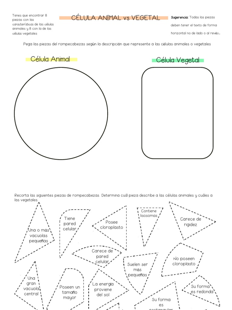 Rompecabezas de Células: Animal y Vegetal | PDF | Vacuole | Plantas