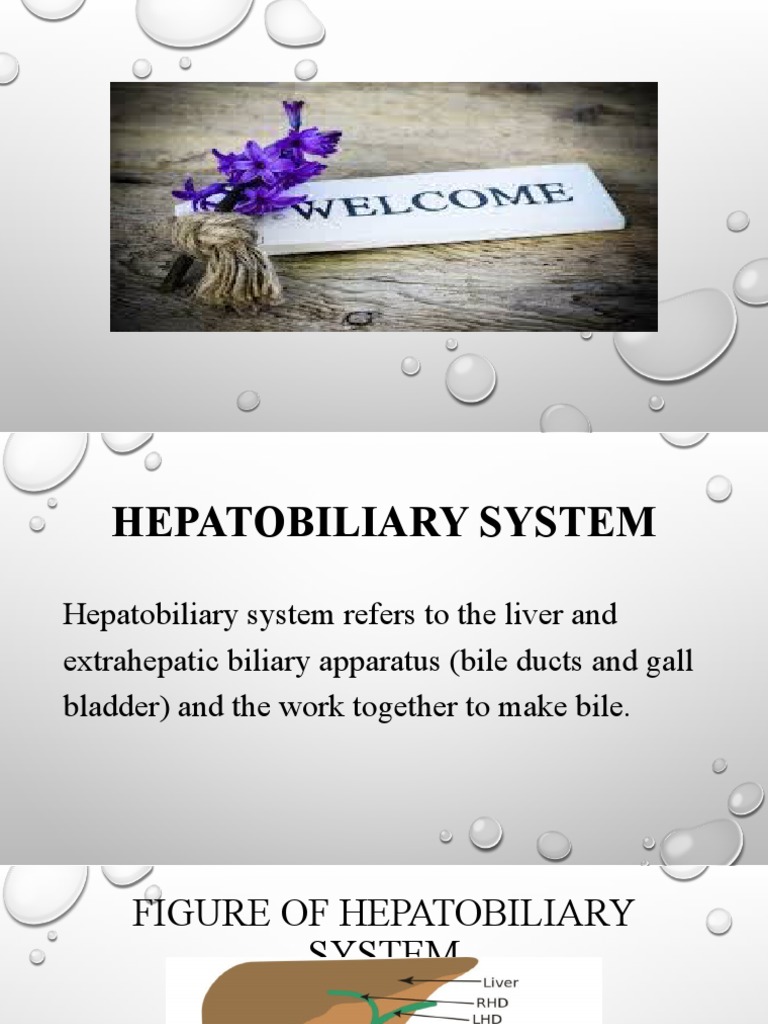 Overview of the Hepatobiliary System | PDF | Bile | Liver